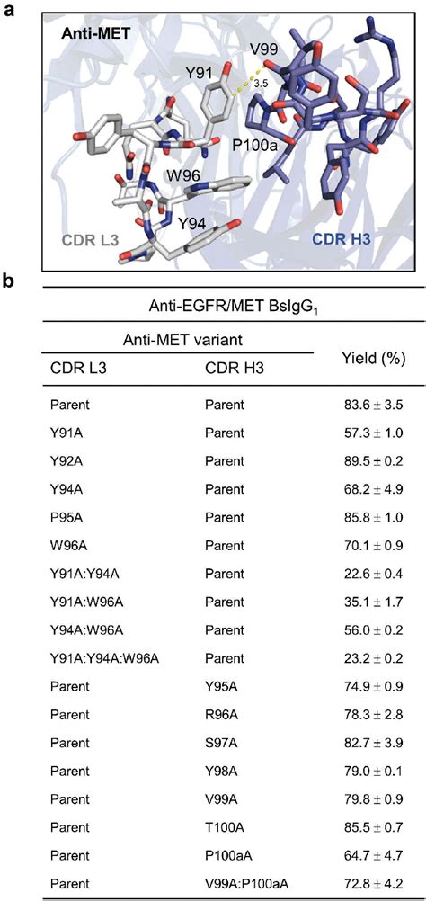 Structure Guided Mutational Analysis Of Cdr L3 And H3 Contact Residues