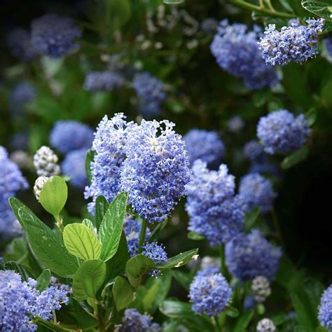 Ceanothus Concha Plants Express