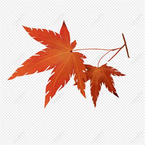 단풍 나무는 빨간색입니다 Png 일러스트 무료 다운로드 Lovepik