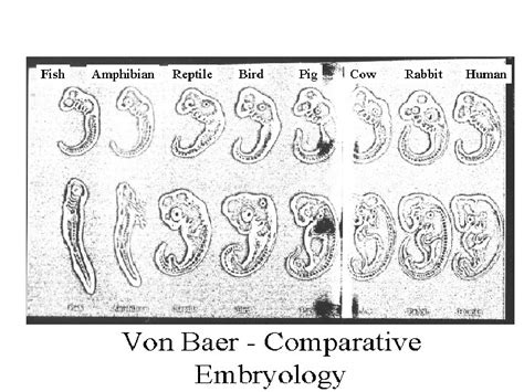Classification And Taxonomy 3 Rd 9 Weeks Standard