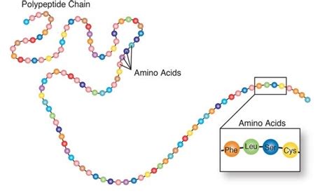 protein sequence multi class classification using deep learning by