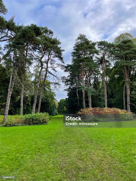 잔디밭의 큰 광대 한 공공 공원의 이미지 표본 수엽 나무 스코틀랜드 소나무 가을 햇살 푹신한 구름과 맑은 푸른 하늘 0명에 대한 스톡 사진 및 기타 이미지 Istock