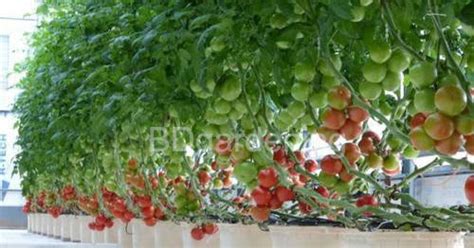 Roof Top Gardening I Balcony I Yard Gardening I ছাদ বাগান সঞ্চালনবিহীন হাইড্রোপনিক পদ্ধতিতে