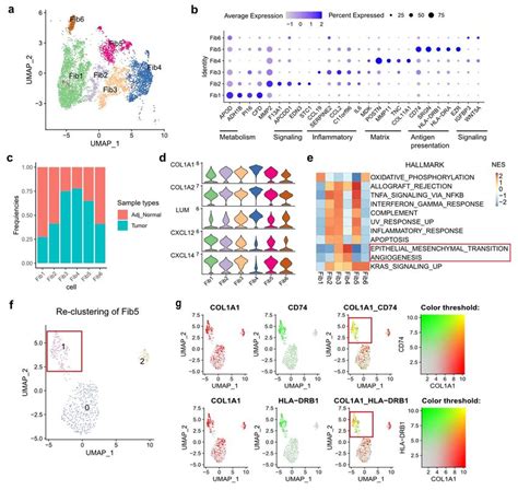 Diverse Phenotypes Of Fibroblasts A Umap Plot Of Fibroblast
