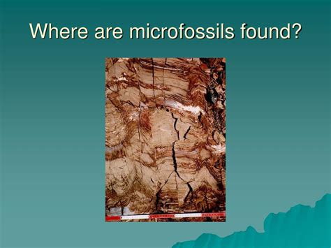 Ppt Microfossils Powerpoint Presentation Free Download Id 436025