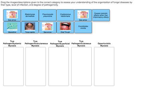 Solved Drag the images/descriptions given to the correct | Chegg.com