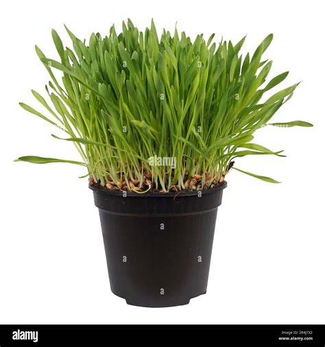 Potted Catnip Aka Catmint Plant Scientific Name Nepeta Cataria Isolated