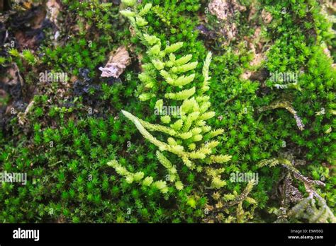 The Texture Of Tree Bark With Moss Stock Photo Alamy