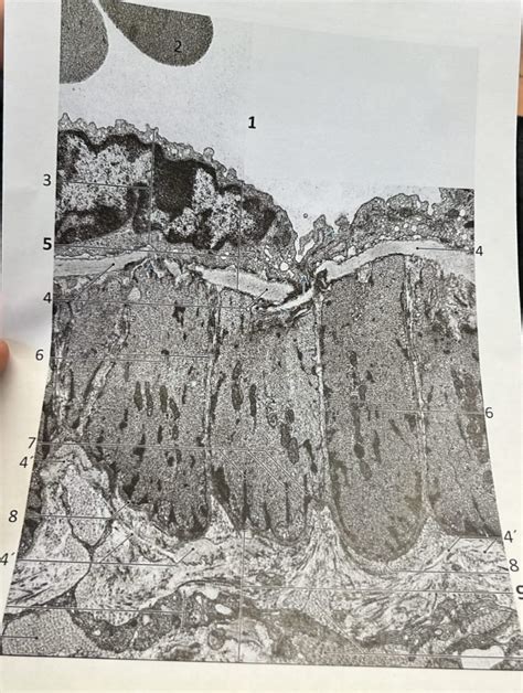 Help Identifying Tissue R Microscopy