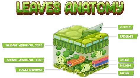 Free Vector Internal Structure Of Leaf Diagram