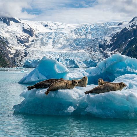 Wildlife Watching In Endicott Arm Seals Eagles And Whales Alaska