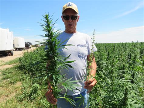 Monoecious And Dioecious Varieties What It Means For Hemp Growers — International Hemp Aosca