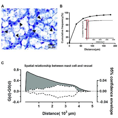 Histology Of Adipocytes Mast Cells And Blood Vessels In Superficial