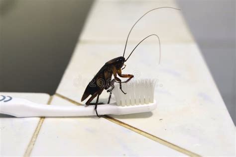 Cockroach On Toothbrush Isolated On Background Contagion The Di Stock