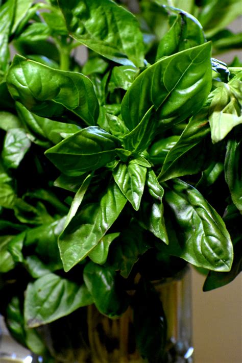 5分钟香蒜酱 Gypsyplat半岛竞技体育游戏e