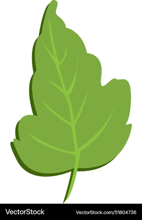 Green Leaf Object Isolated Royalty Free Vector Image