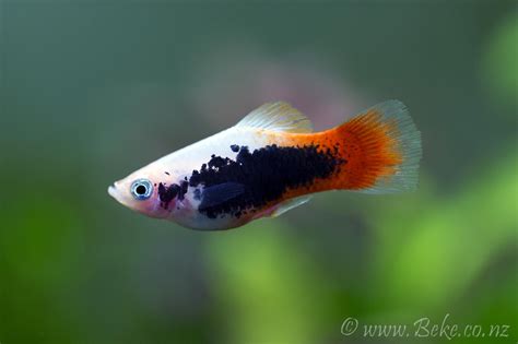 Xiphophorus Maculatus Akvaristika I Teraristika