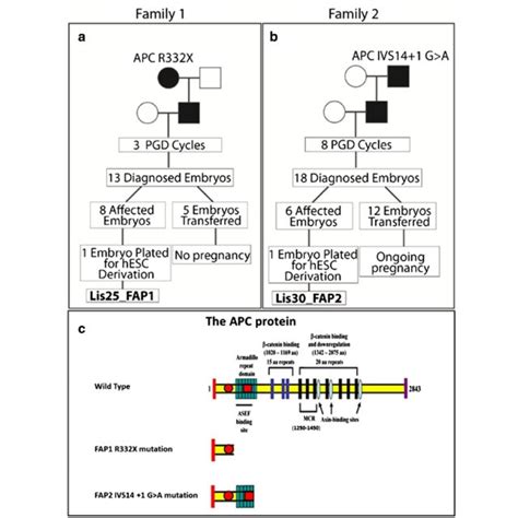 Confirmation Of The Apc Germline Mutation In Fap1 Hescs A The Mutation