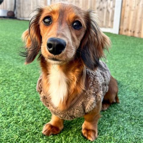 Dachshund Lifespan How Long Do Dachshunds Live Dachshund Space