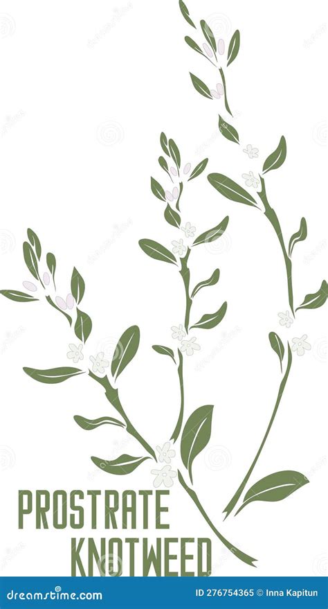 Common Knotgrass Flowers And Leaf In Color Drawing Vector Illustration