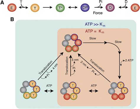 The Clpxp Protease Unfolds Substrates Using A Constant Rate Of Pulling But Different Gears Cell