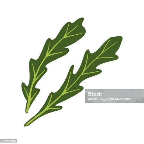 신선한 Arugula 잎 채소 잎이 많은 채소 건강한 채식 식품 루콜라 허브 조미료 흰색 배경에 고립 된 평면 벡터 그림 0명에 대한 스톡 벡터 아트 및 기타 이미지