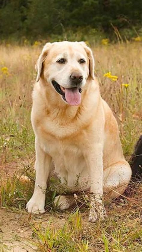 List Of Most Popular Dog Breeds Wikipedia | atelier-yuwa.ciao.jp