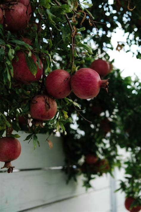 가지 건강 경작 계절 과일 과즙이 많은 나무 나뭇잎 녹색 농업 농작물 다채로운 뒤뜰 맛있는 무성한 베리류 부니 그라나 텀 빨간 석류 선명한