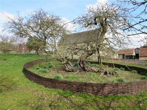 The Tangled Tale Of NISTs Newton Apple Tree NIST