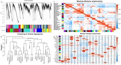 Weighted Gene Correlation Network Analysis Wgcna And Module Download Scientific Diagram