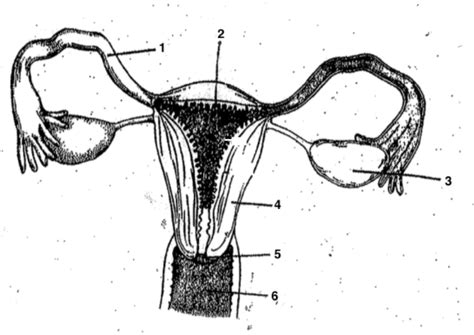 Female Reproductive Structure Diagram Quizlet