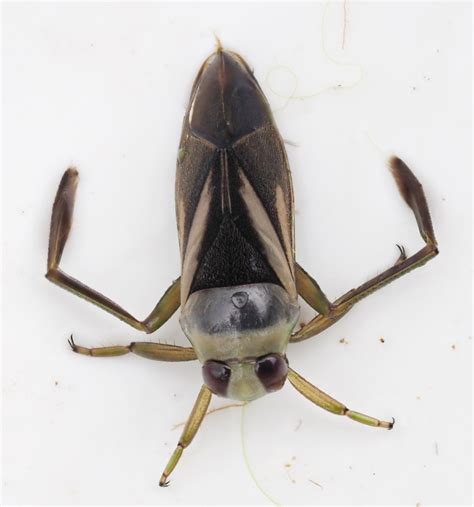Notonecta Obliqua Naturespot