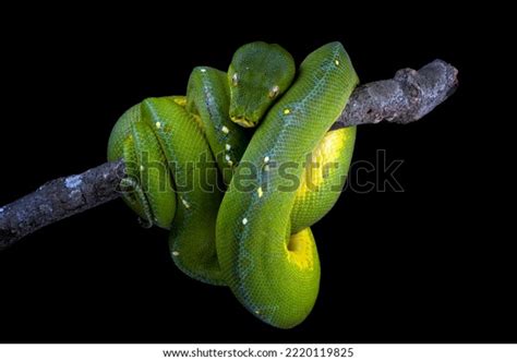 Python Branch Over 4 086 Royalty Free Licensable Stock Photos Shutterstock