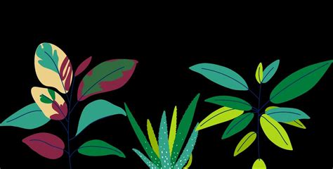 Succulent Identifier