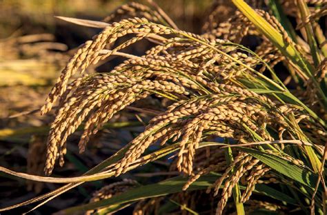 Rice Panicles From A Field In Liaoning Province China Download Scientific Diagram