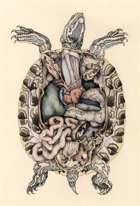 Turtle Dissection