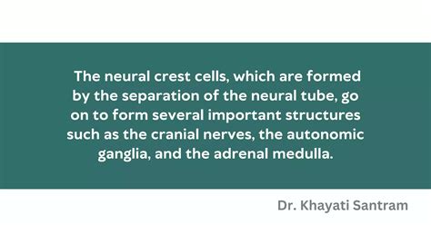 Ectoderm Composition Development Nervous System And Diseases Pdf