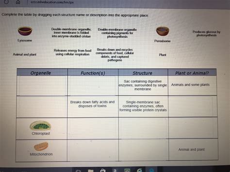 solved complete the table by dragging each structure name or