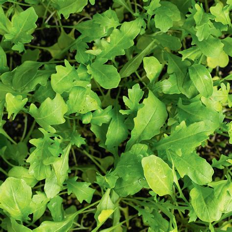 Buy Rocket Runway By Kings Seeds Online Kings Seeds Nz