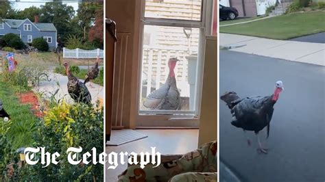 Turkeys Terrorise Town By Chasing After Cars And Attacking Homes The