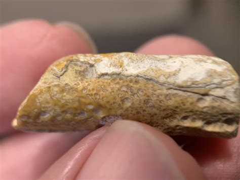 Imge0053 Pseudofossils The Fossil Forum