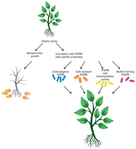 Designing Plant Growth Promoting Bacteria Consortia Encyclopedia Mdpi