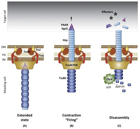 Type Vi Secretion System And Antimicrobial Resistance In Acinetobacter Spp Miphidic