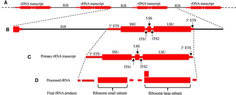 Rdna Locus A Tandem Array Of Eukaryotic Nuclear Rdna Showing Four
