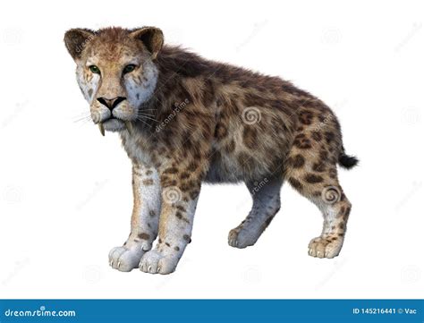 3d Het Teruggeven Sabertooth Tijger Op Wit Stock Afbeelding Image Of Sabeltje Renderen 145216441