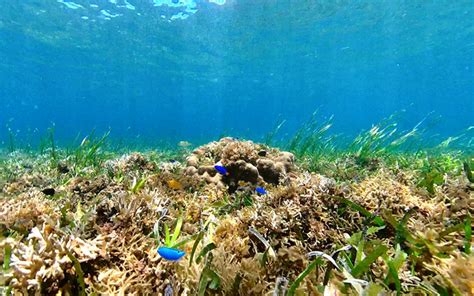 Seagrass Habitat Coral Reef Research Foundation