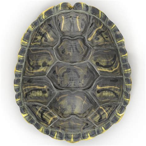 3d Turtle Shell