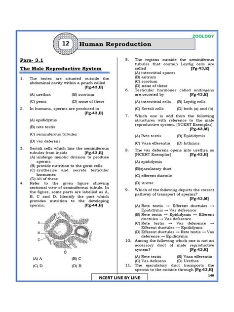 Human Reproduction Questions Pdf Menstrual Cycle Testicle