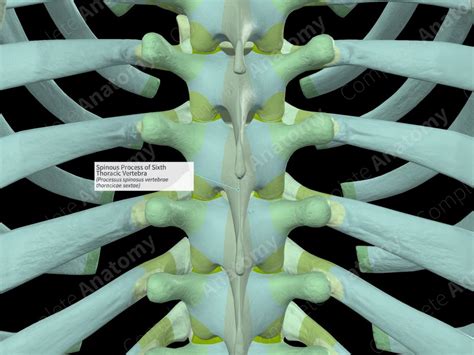 Spinous Process Of Sixth Thoracic Vertebra Complete Anatomy