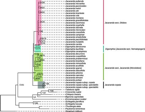 Bayesian Majority Rule Consensus Tree Derived From The Analysis Of The